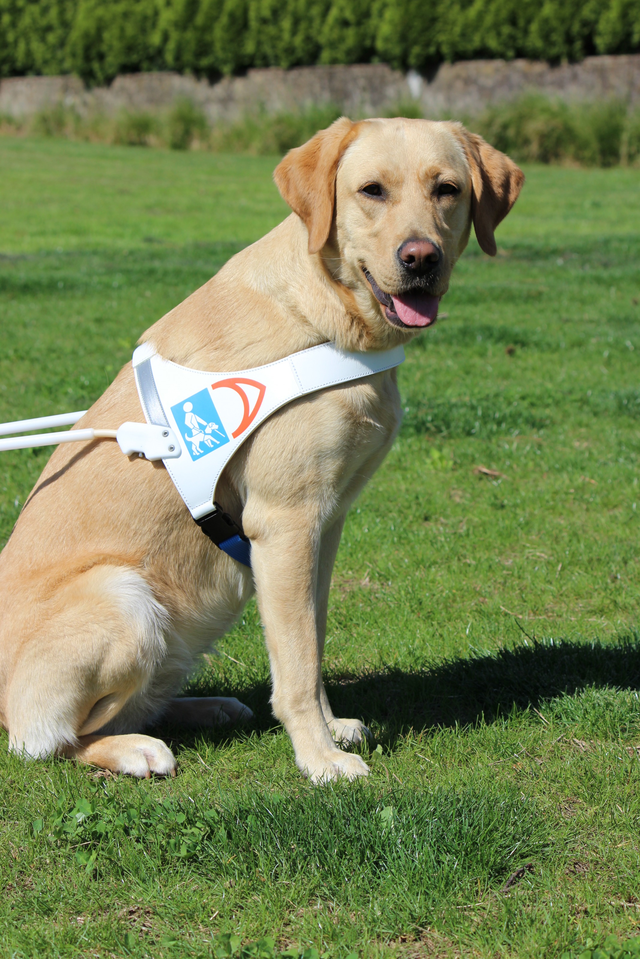 Un chien guide pour moi?