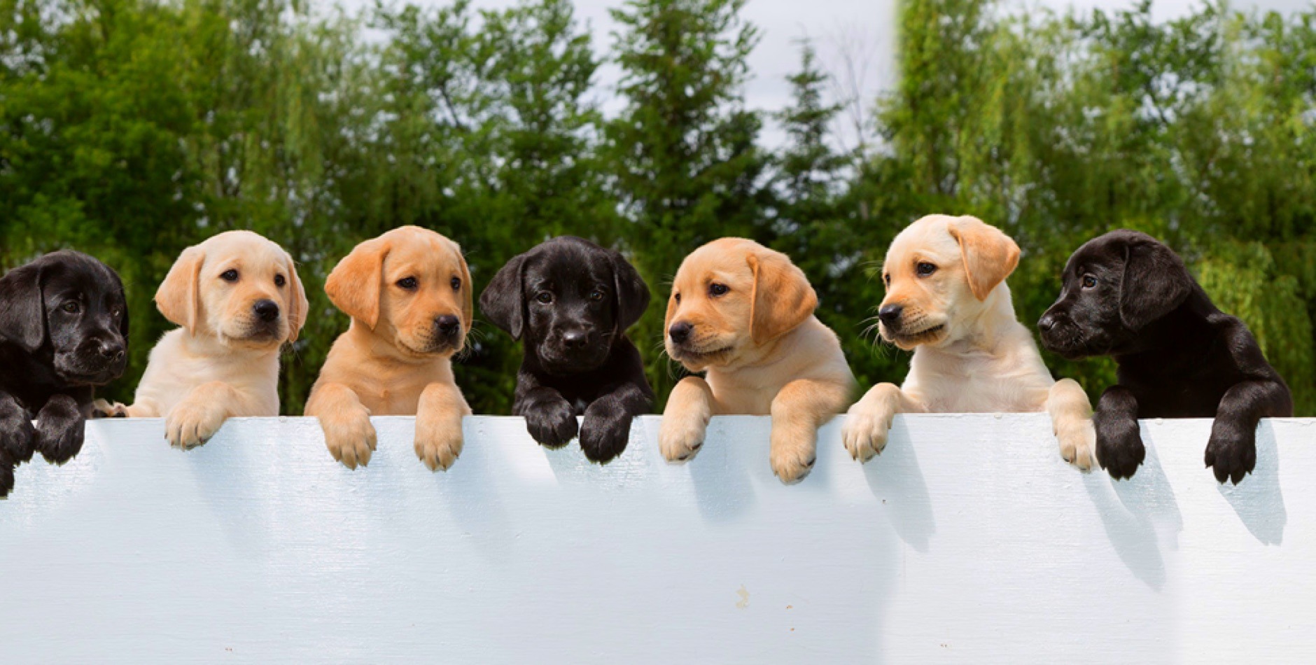 La Fondazione romanda per cani guida per ciechi contribuisce all ...